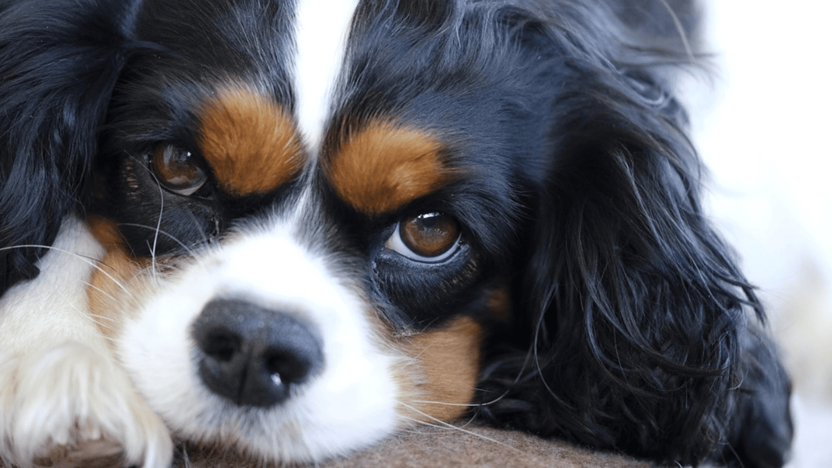 The 8 most loyal dog breeds that never leave your side