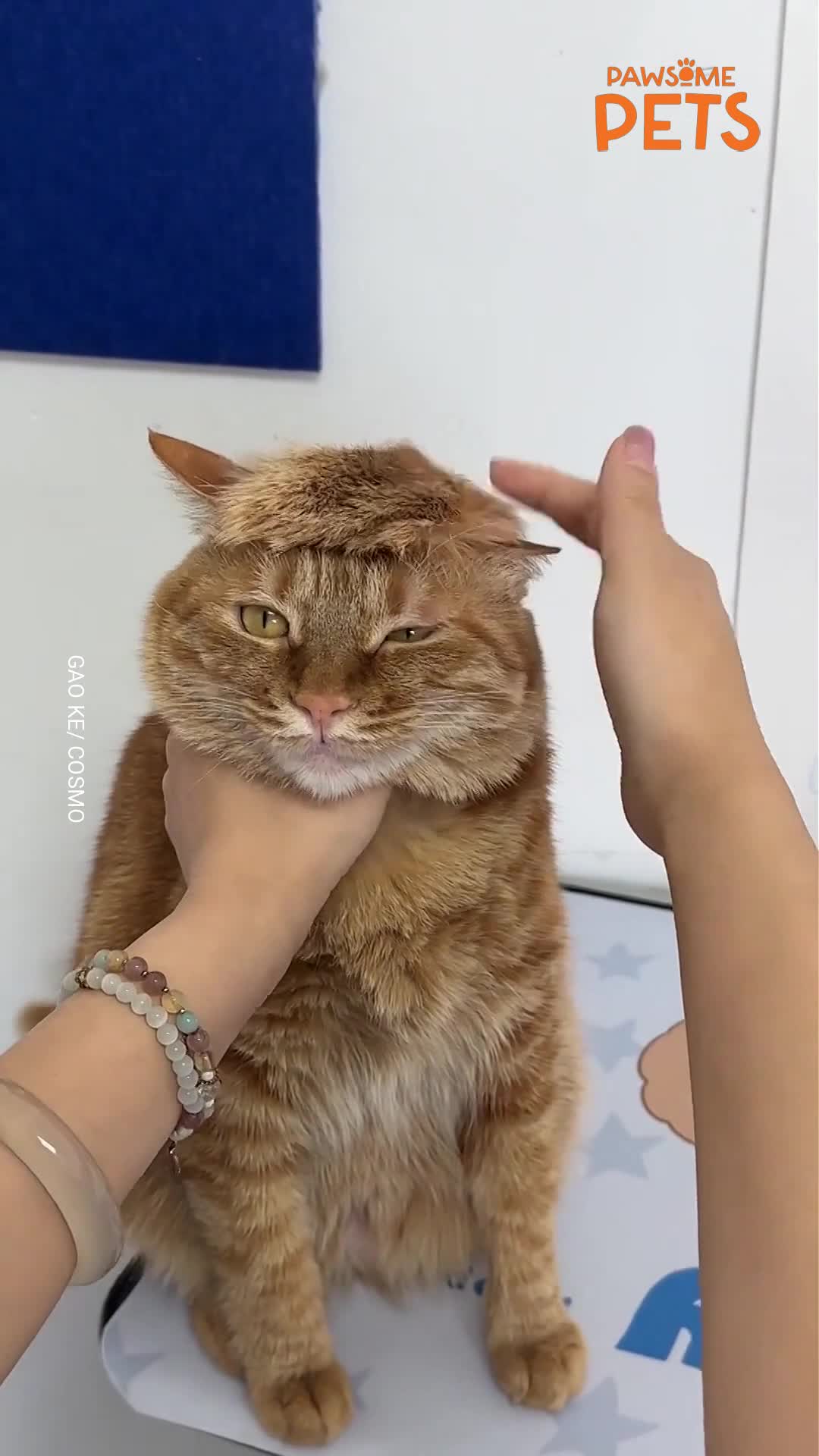 Orange cat's wild hair tuft gives it hilarious hairstyle