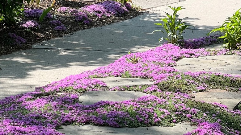 16 ground covers that thrive even in the harshest sun