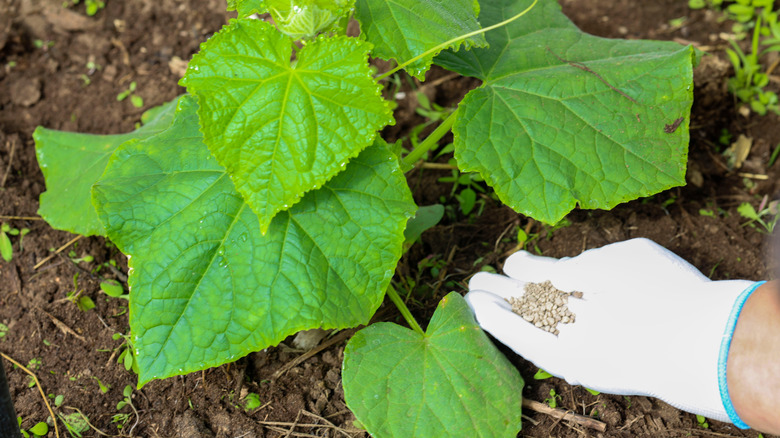 Give cucumber plants a major nutrient boost with a natural fertilizer