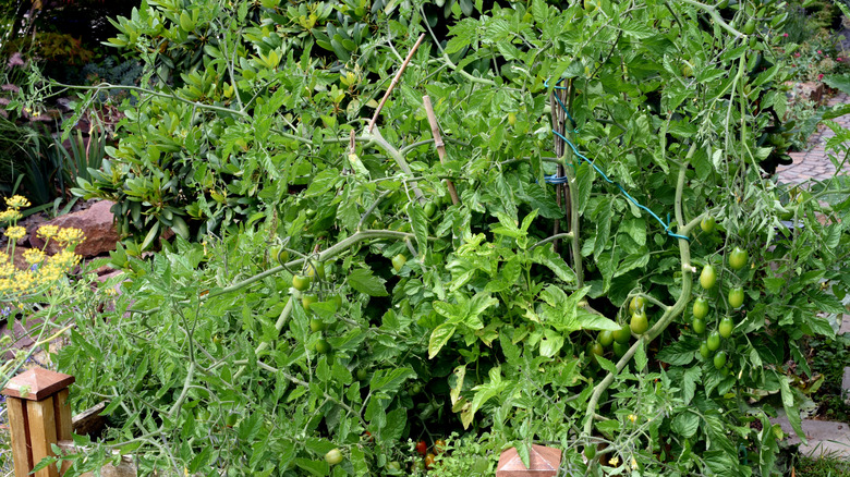 Ditch traditional tomato cages for a more durable alternative that ...