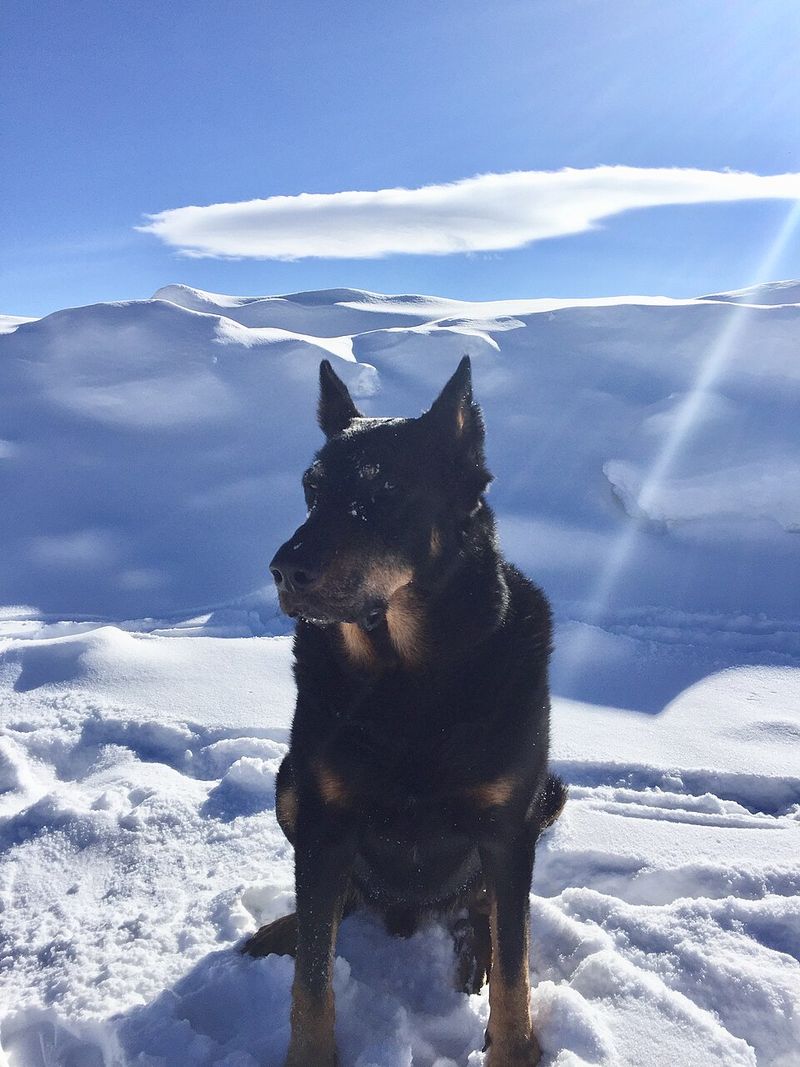 These 14 dogs combine loyalty, awareness, and strong guarding instincts