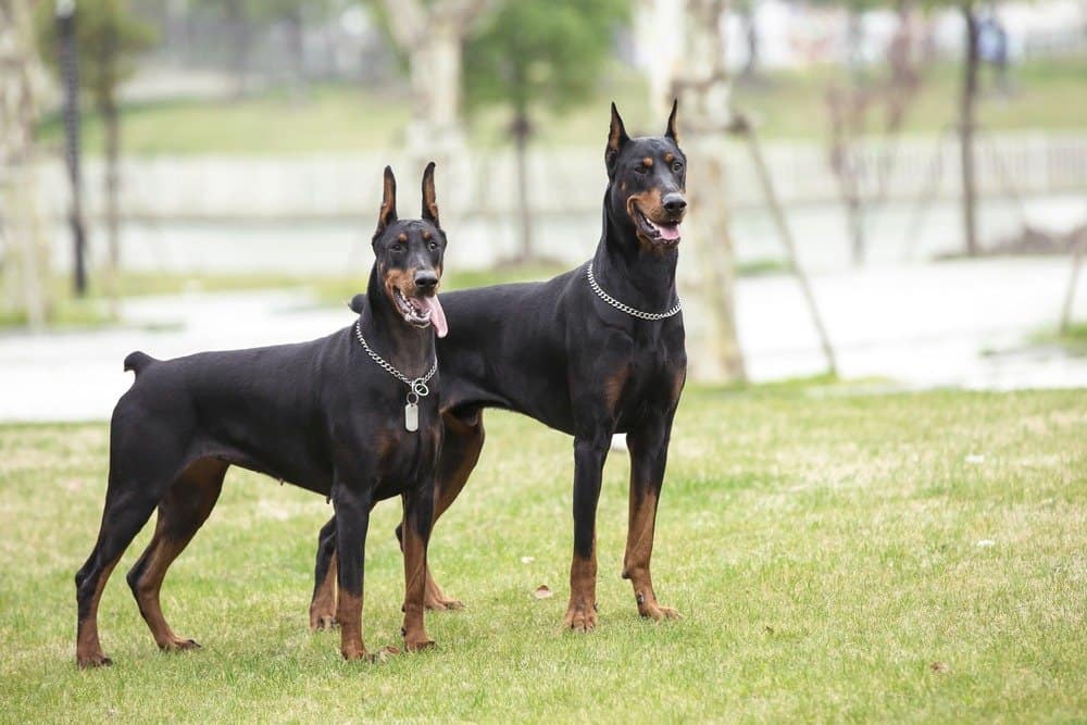 10 watchdog breeds that stay alert and protective without backing down