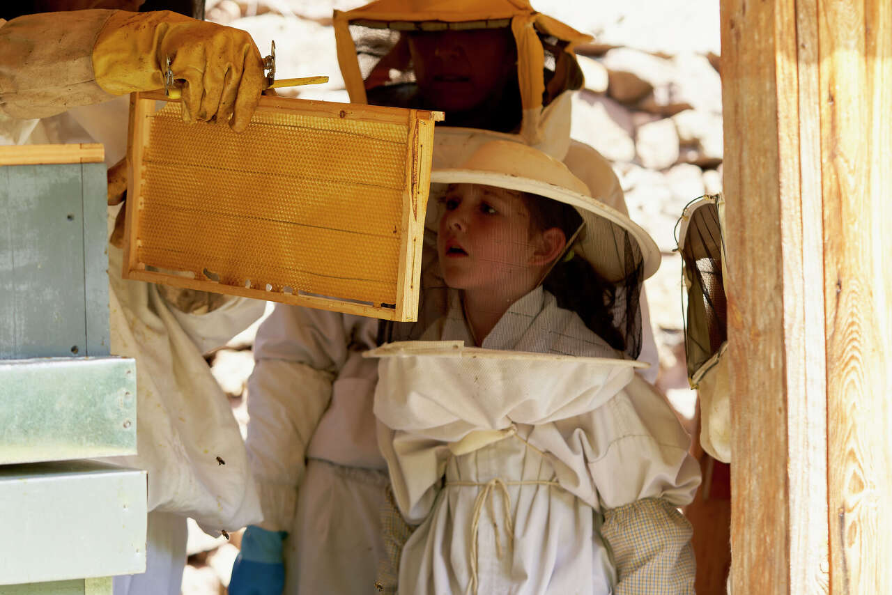 Youth apiary program launched in Manistee County