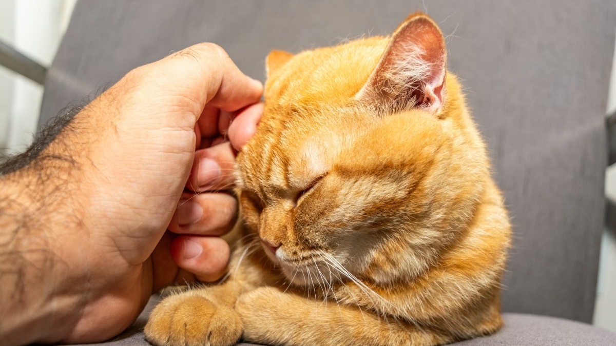 Your cat may love you more than you realize: signs experts point to