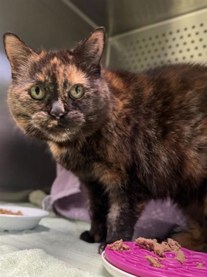 Adoption gratuite pour les chats âgés à la SPCA de Montréal