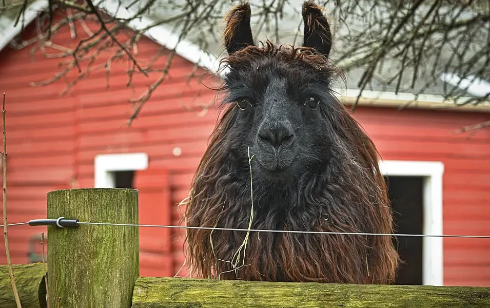 Llamas may hold key to better antivenom