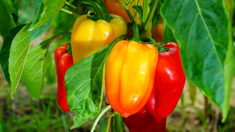 Not eggshells, not coffee grounds: The natural fertilizer pepper plants ...