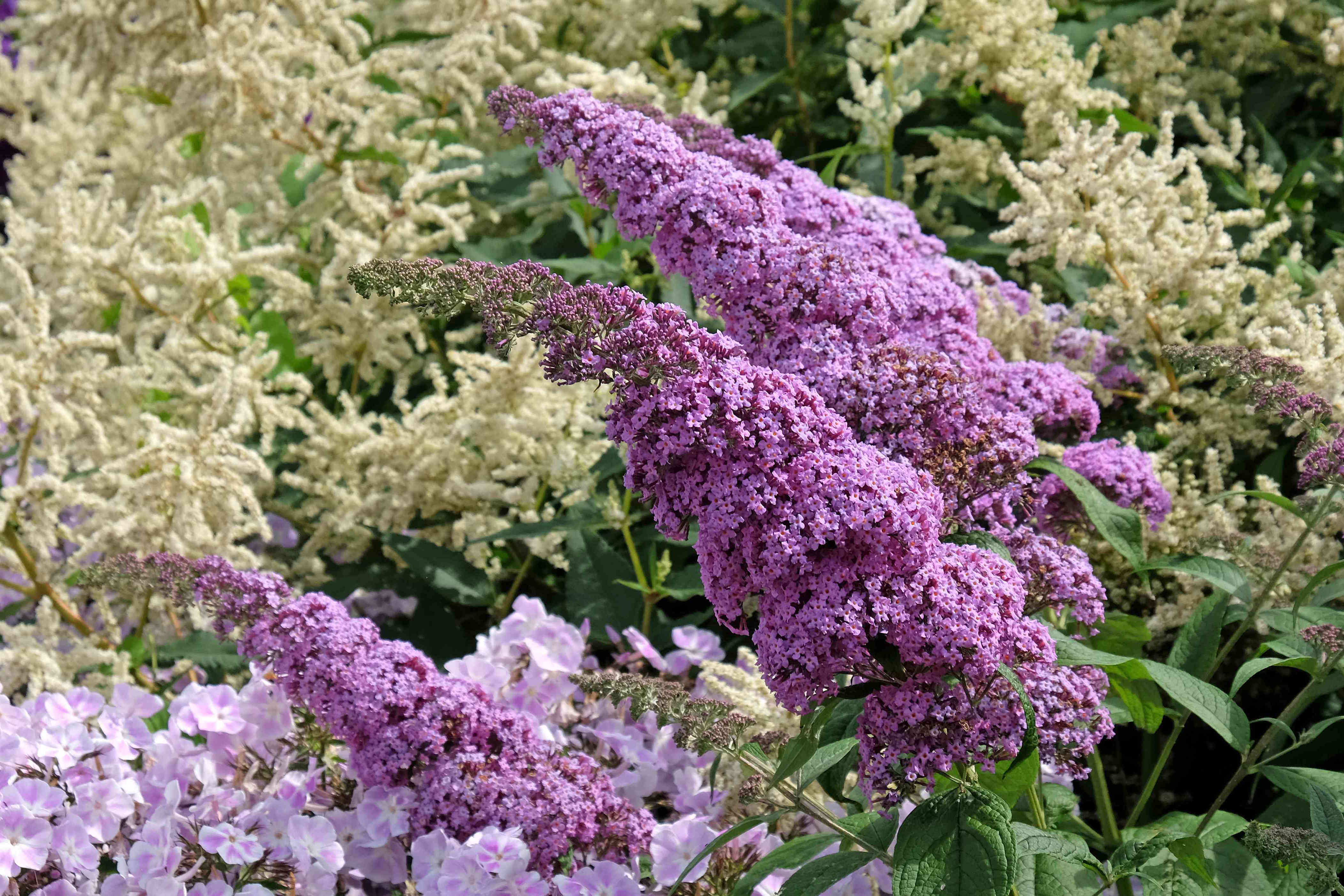 15 fast-growing shrubs that add privacy, color, and fullness in no time