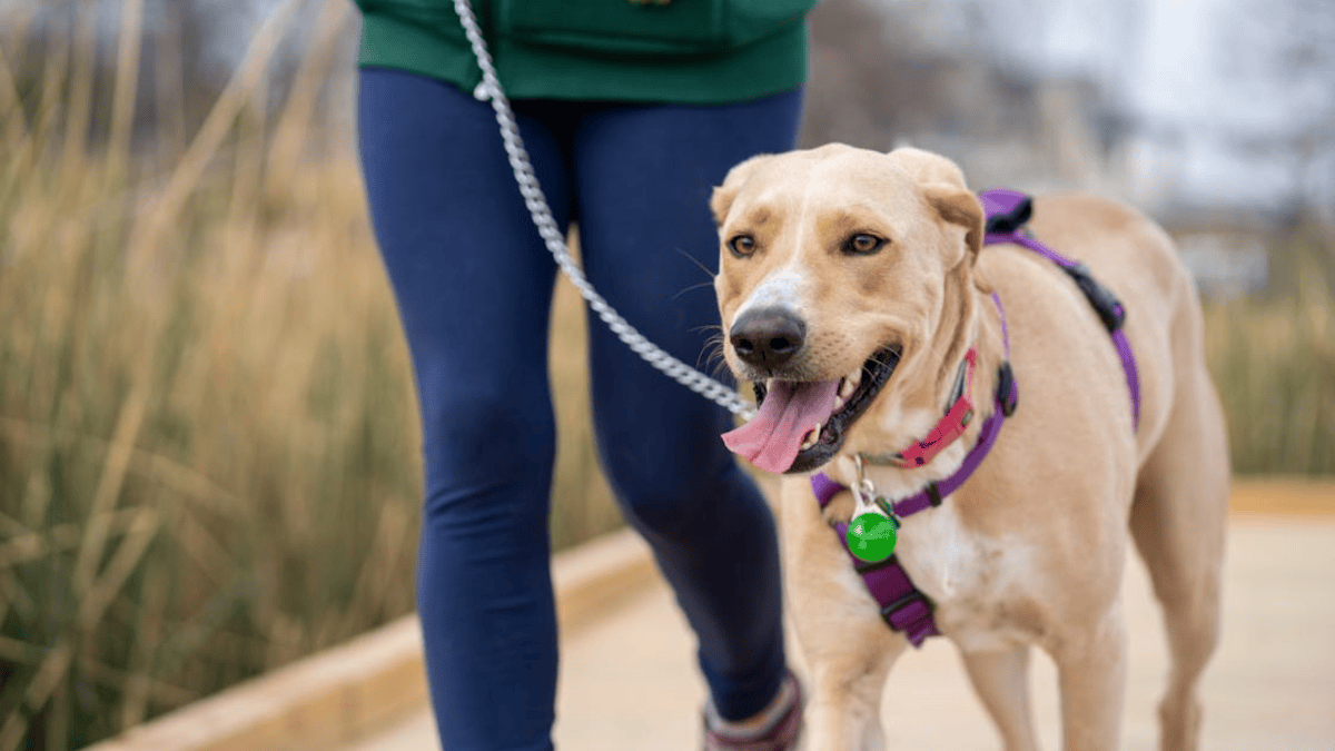 The meaning behind zoomies in dogs and cats