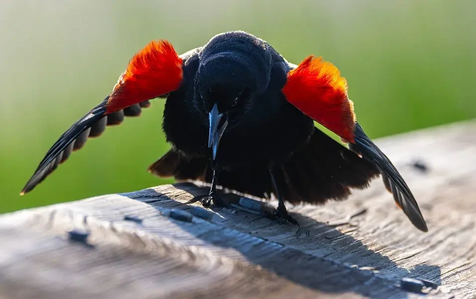 Bird lovers turning sightings into science data