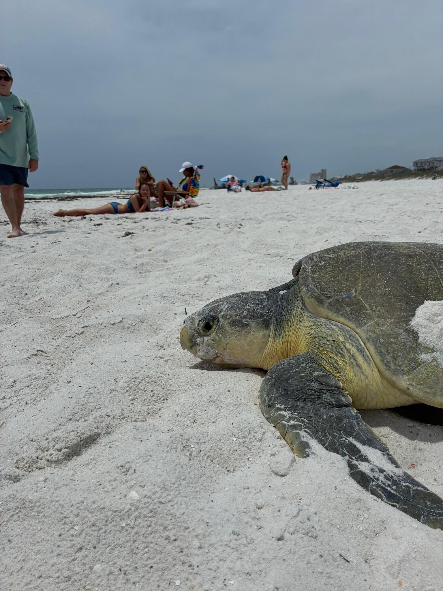 Rare sighting of Kemp’s ridley sea turtle on Pensacola Beach this weekend