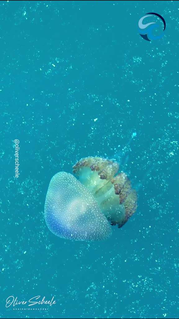 Close encounter with a stunning spotted jellyfish in Australia
