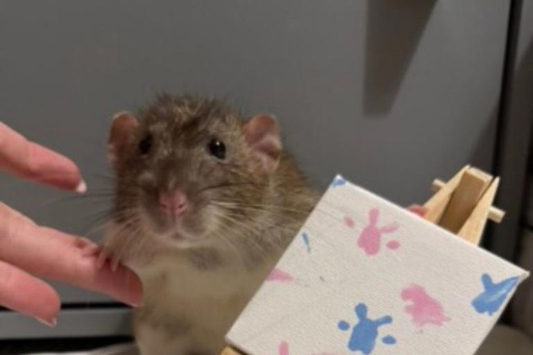 Student makes £3k flogging mini masterpieces painted by her pet rats