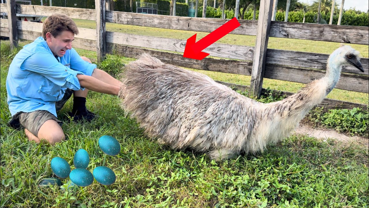 We discovered mystery eggs at my zoo!