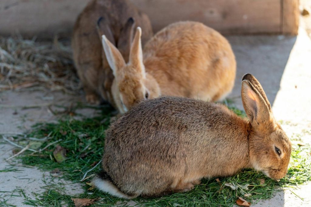 When homesick settlers released animals that changed ecosystems forever