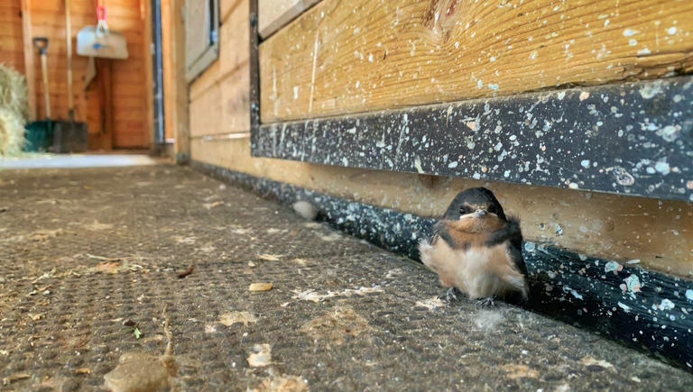Baby birds are more vulnerable than anyone realized, and heat is only ...