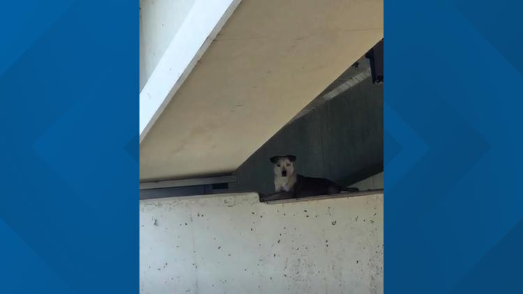 Texas first responders save dog stuck on pillar underneath bridge