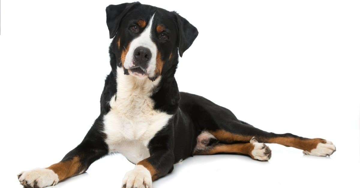 10 watchdog breeds that stay alert and protective without backing down