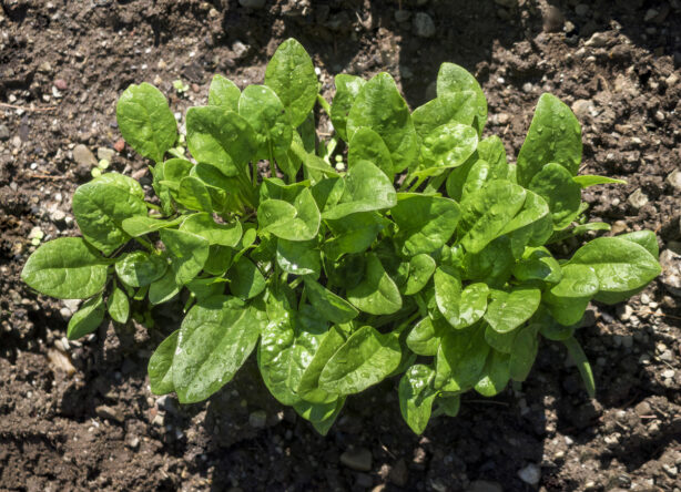 How to grow spinach at home and harvest it in just a few weeks