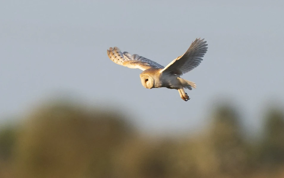 How to make your yard an owl haven