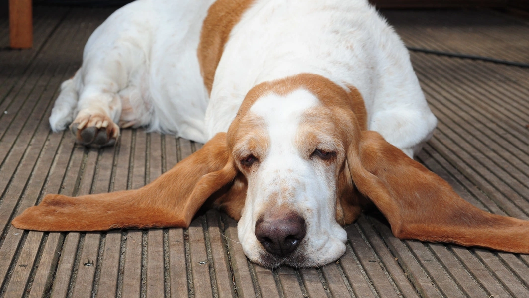 Quiet dog breeds for peaceful homes