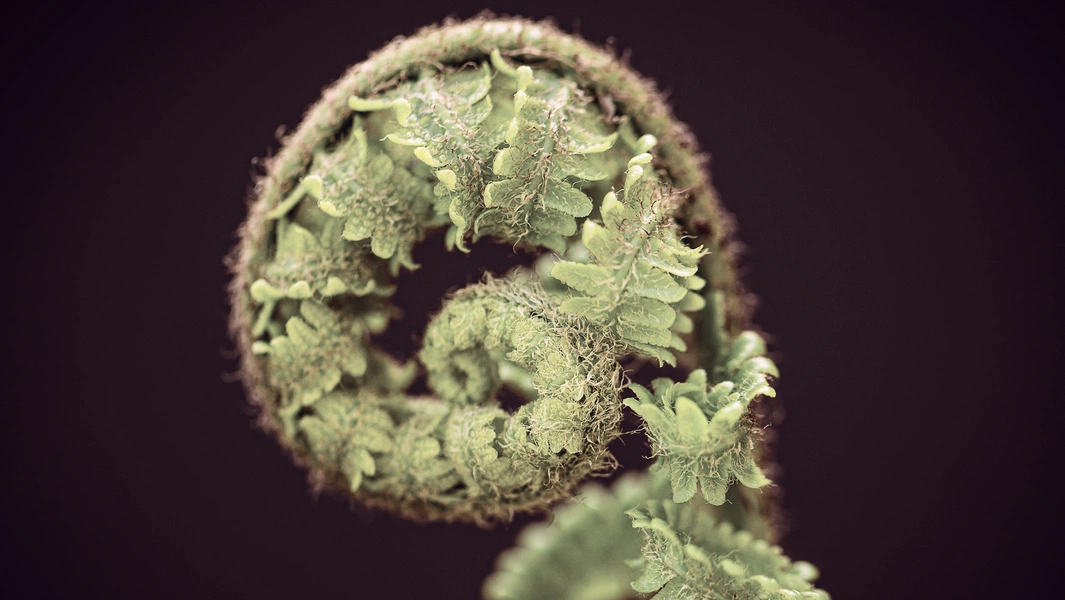 Boston fern care made simple for lush growth