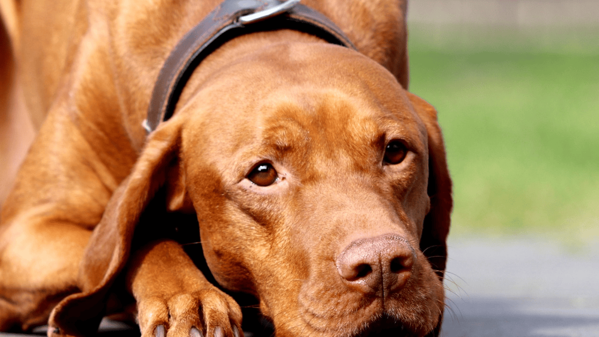 The 13 clingiest dog breeds that hate being alone