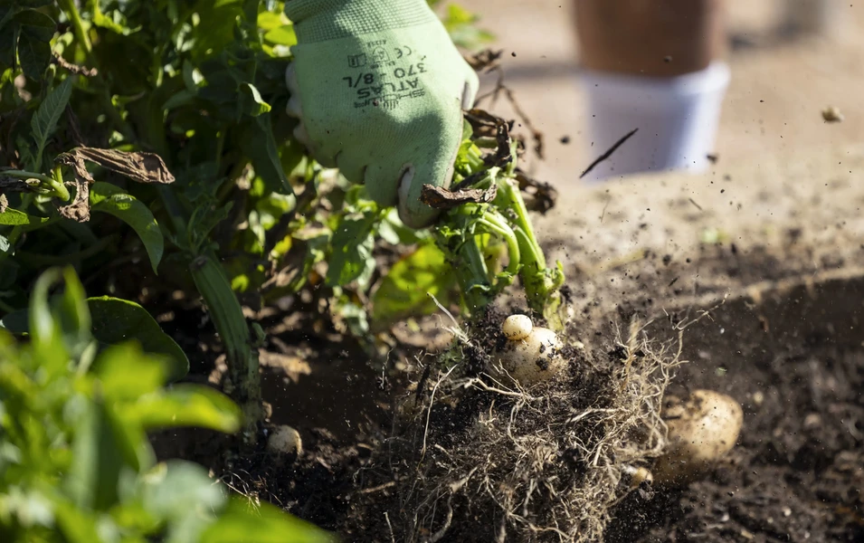 Soil secrets for thriving gardens
