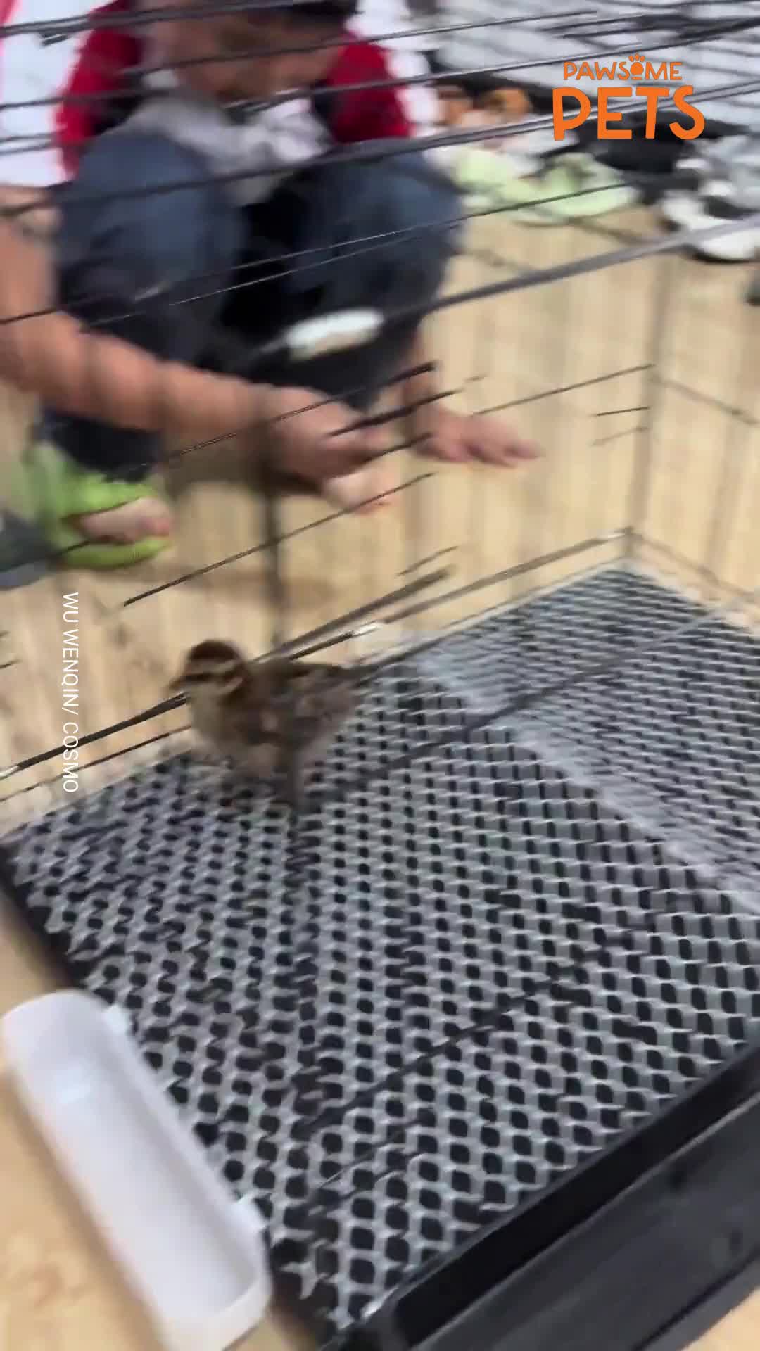 Tiny chick escapes brand-new coop in hilarious fashion