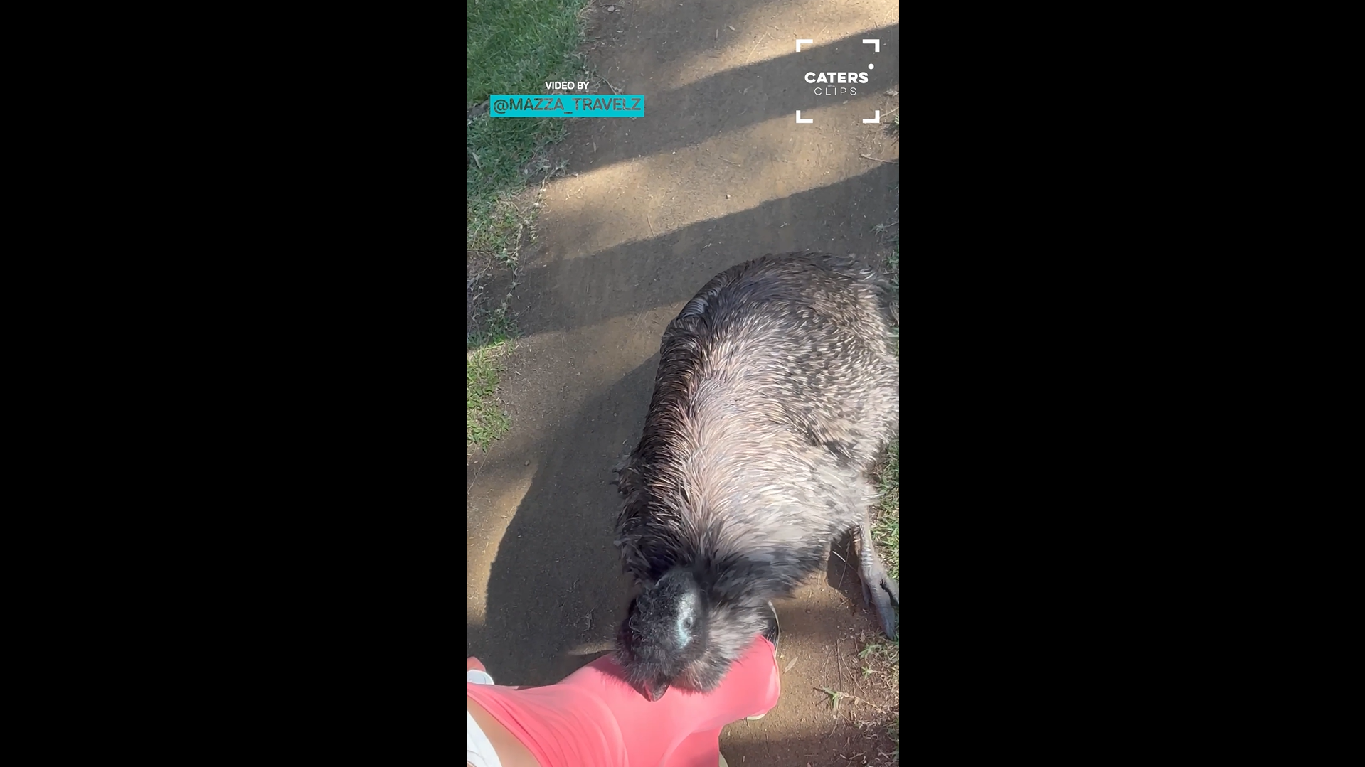 Friendly emu approaches visitor and sits on her foot