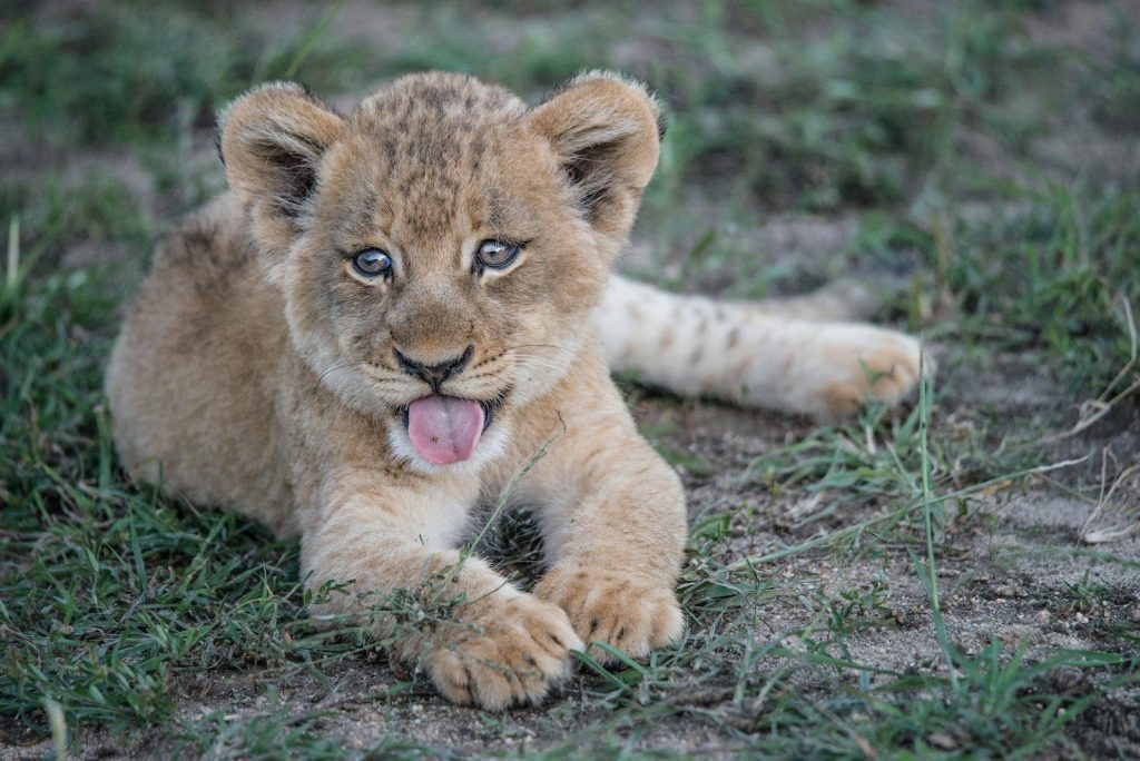 Abandoned lion cub finds an unlikely family in a dog