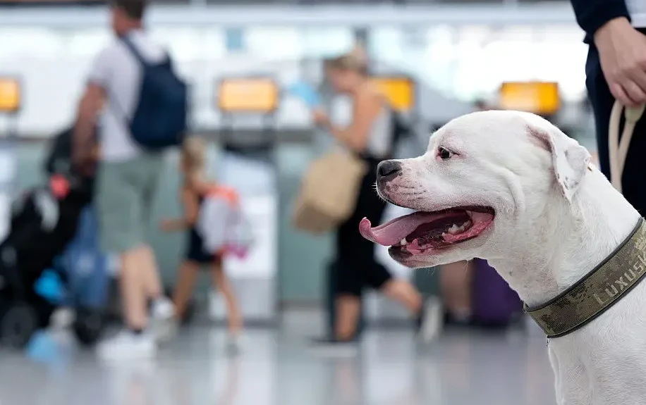 Choosing the perfect dog care while you travel