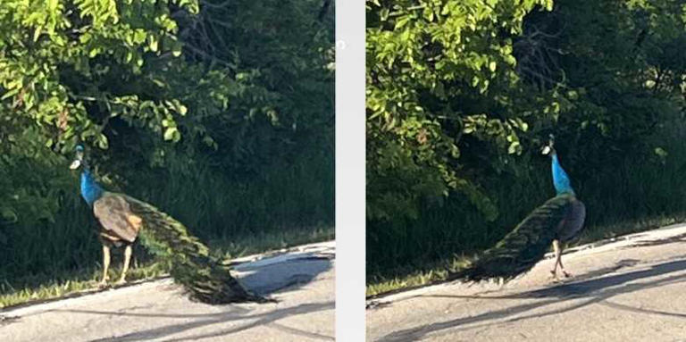 Johnson County deputies searching for owner of wandering peacock
