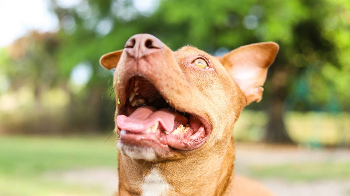 Shelter pit bull mix finally gets adopted after 726 days — and her face ...