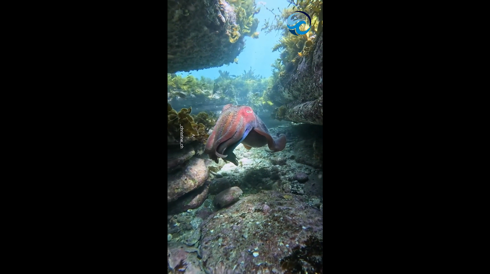 Rare giant cuttlefish glides through secret garden waters in Australia