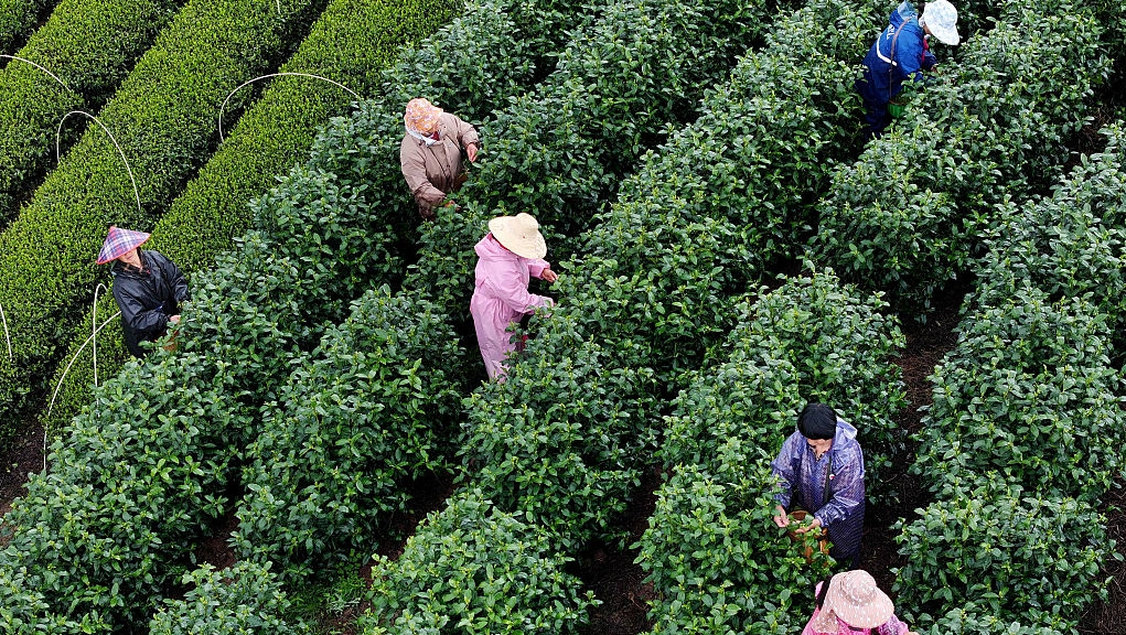 Oolong tea secrets from leaf to cup