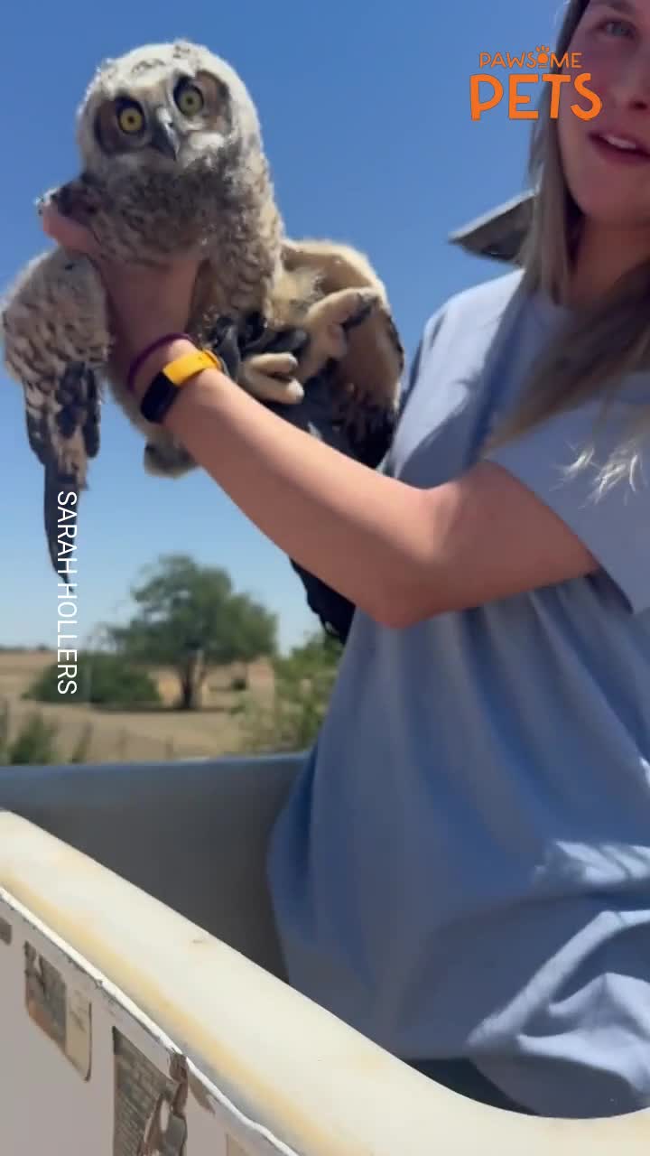 Three orphaned owl babies rescued after passing of mother in Texas