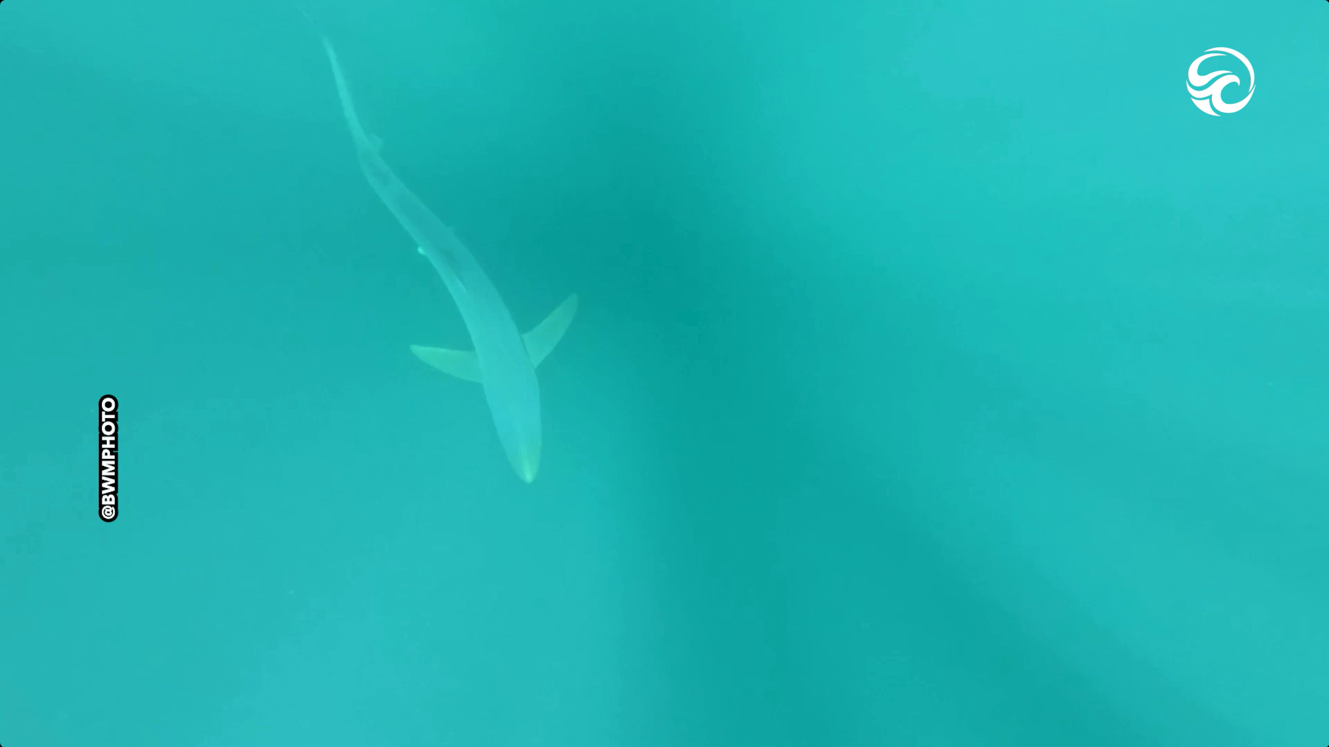 Photographers swim with harmless sharks off coast in UK