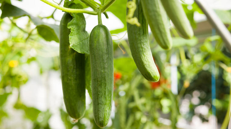 For a massive cucumber harvest, use this planting method all summer long
