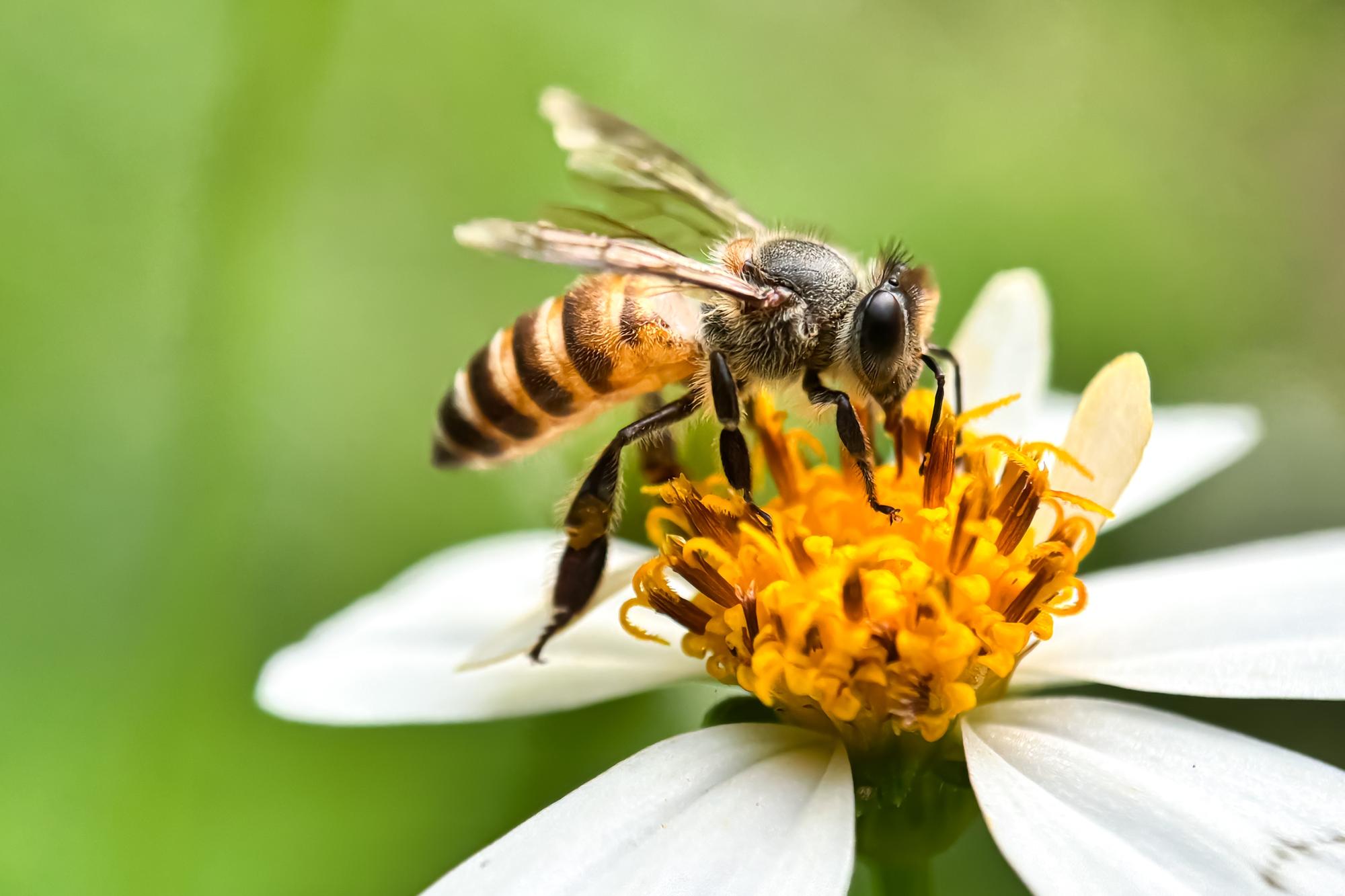 World Bee Day marked