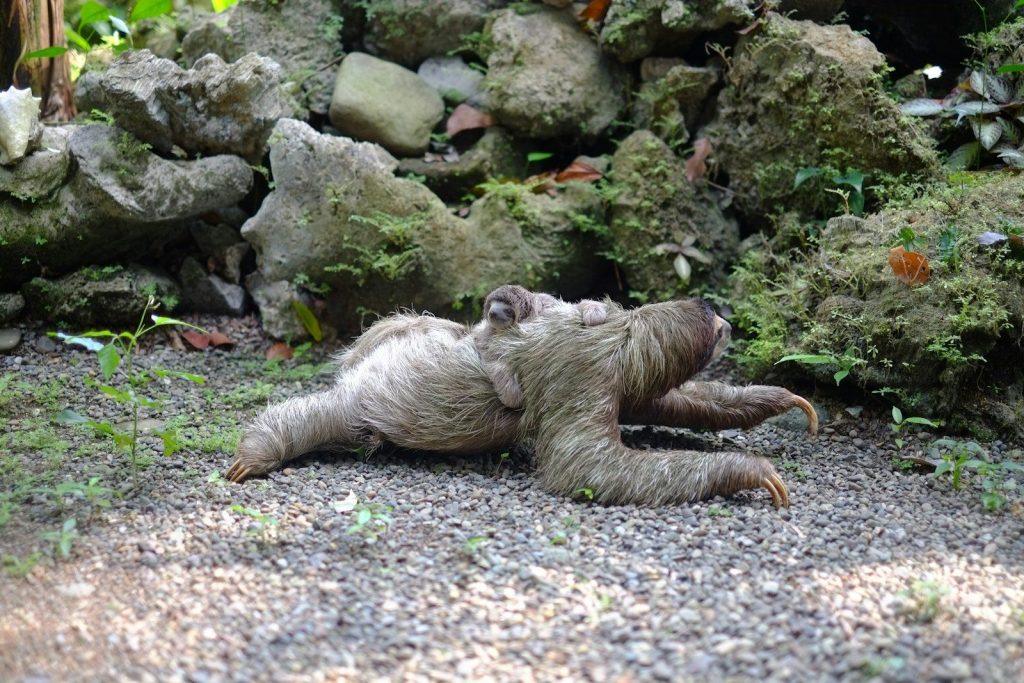Wildlife facts that sound too strange to be real