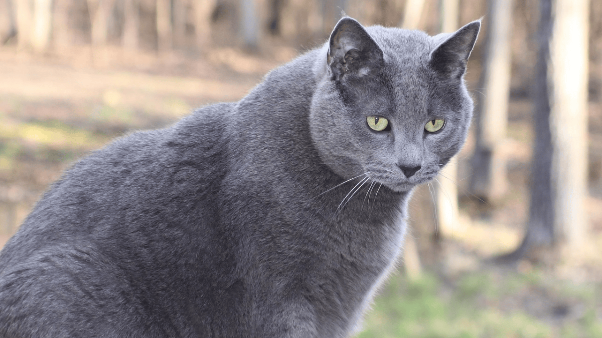 The meaning behind zoomies in dogs and cats