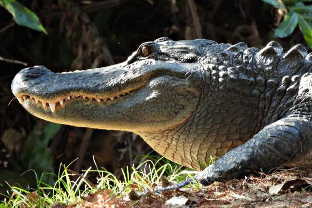 Viral video shows Charleston police wrestling thrashing alligator as ...