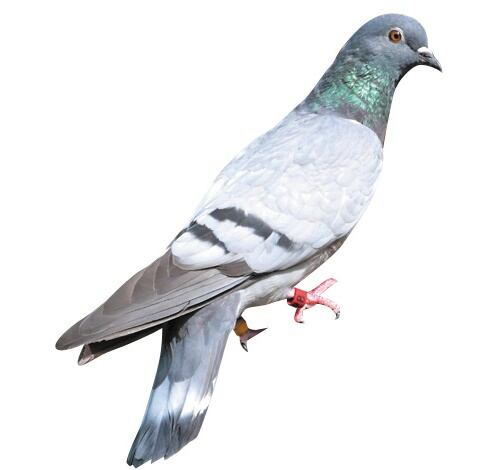 Seoul Station emerges as dining hall for domestic pigeons