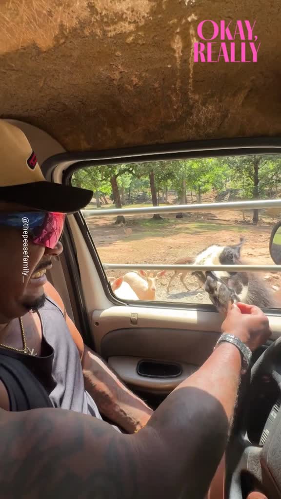 Hilarious moment llama spits over girl during family safari trip