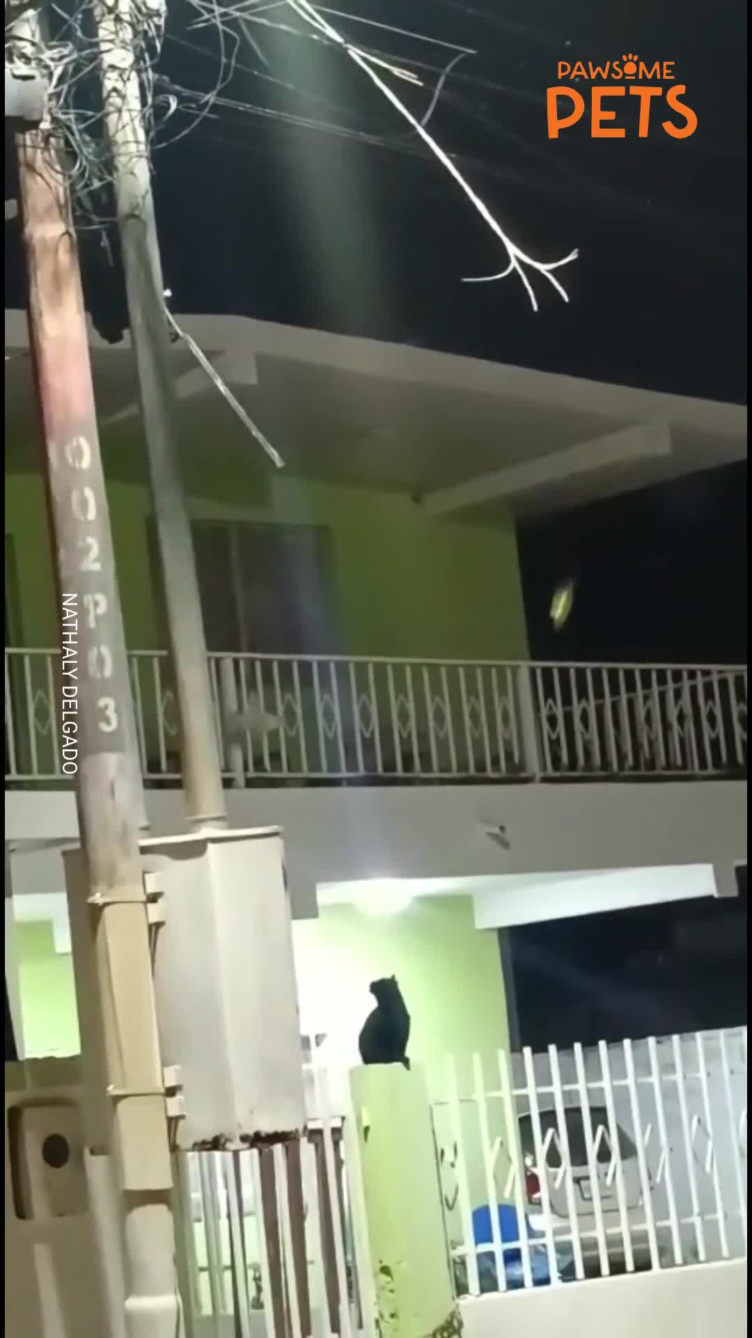 Two cheeky birds team up to tease black cat in funny backyard moment