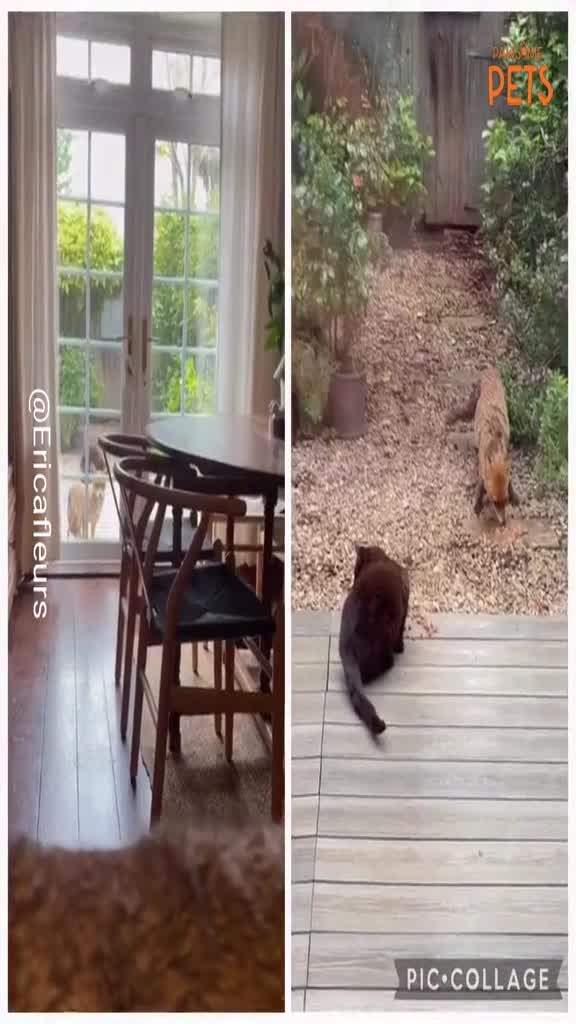 Hungry fox knocks on London woman’s door every night