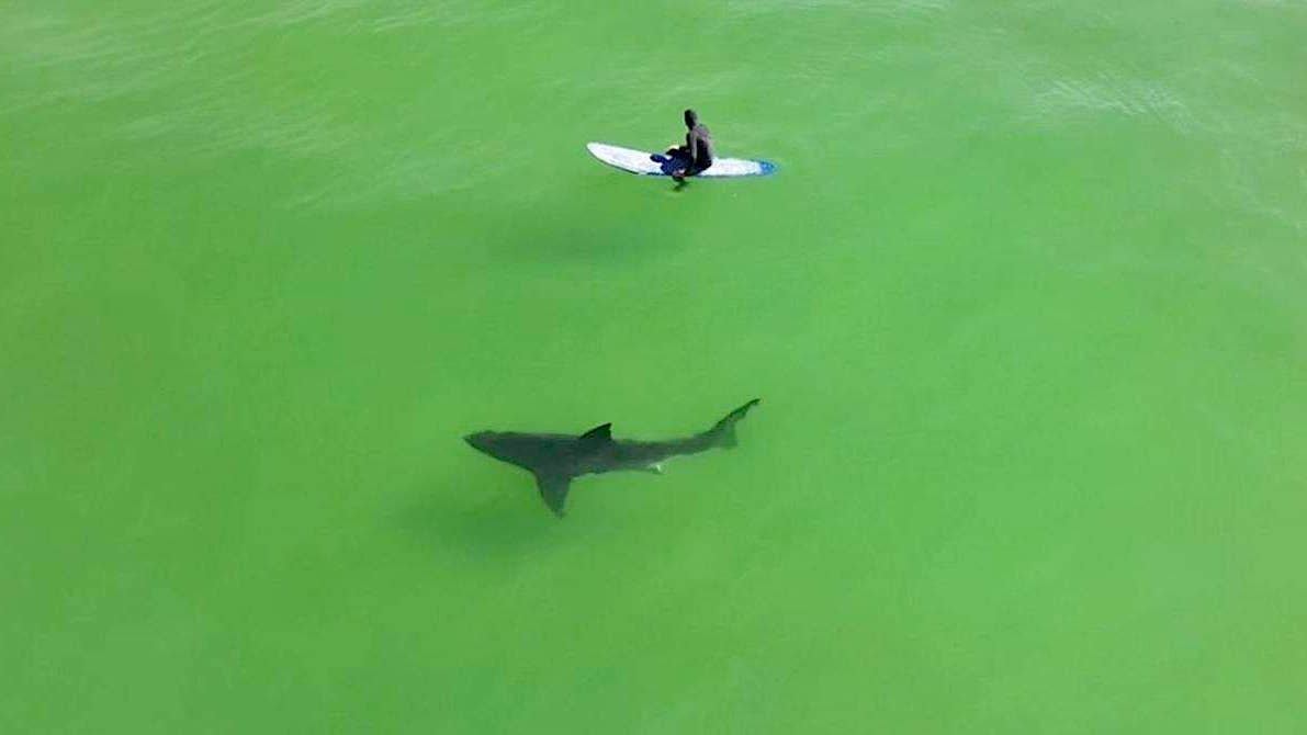 10-foot great white shark weaves through Pismo lineup in 'insane' drone ...