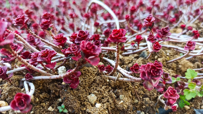 16 ground covers that thrive even in the harshest sun
